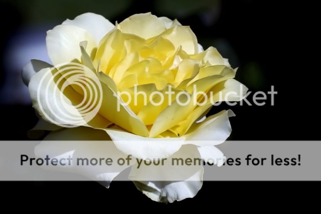 Pale Yellow Rose - PentaxForums.com